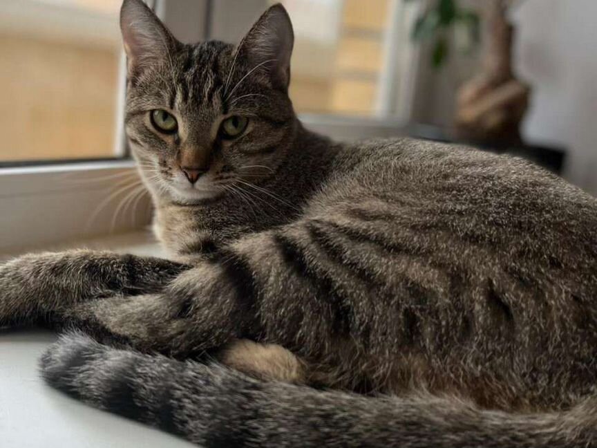 Кот бесплатно в добрые руки