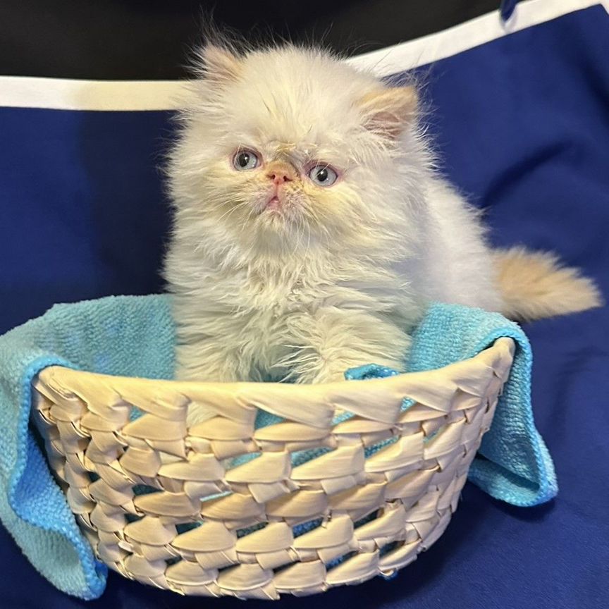 Персидский котёнок