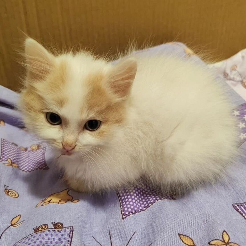 Котёнок в добрые руки