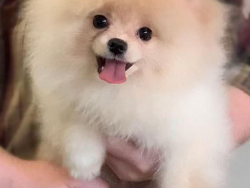 Померанский шпиц. Мальчишка