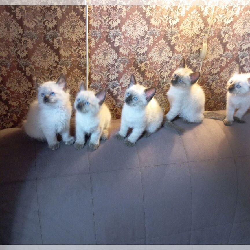 Тайский котёнок