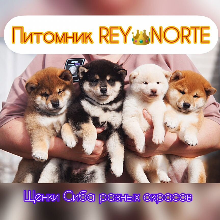 Сиба щенки /питомник