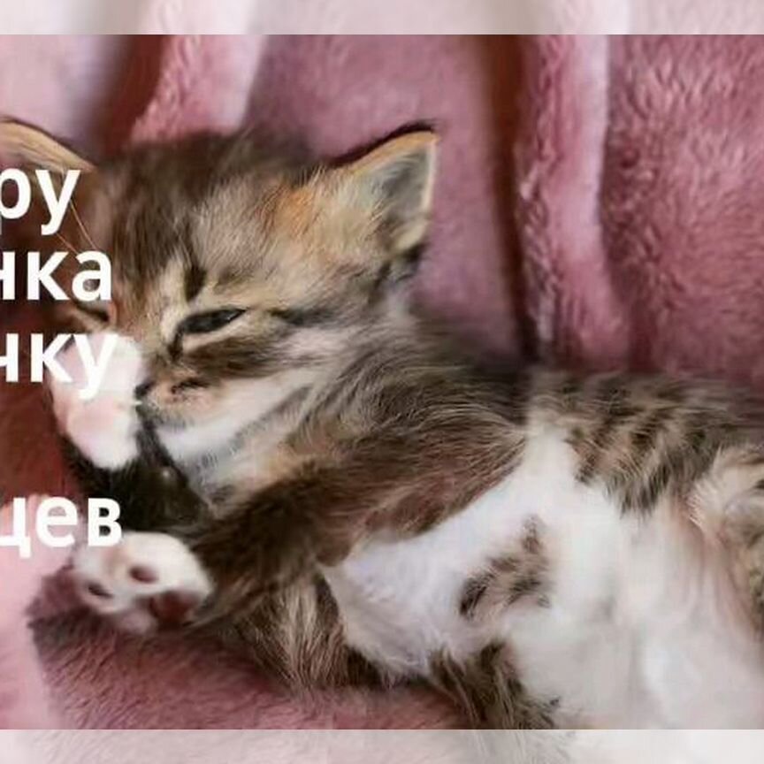 Котёнок в добрые руки