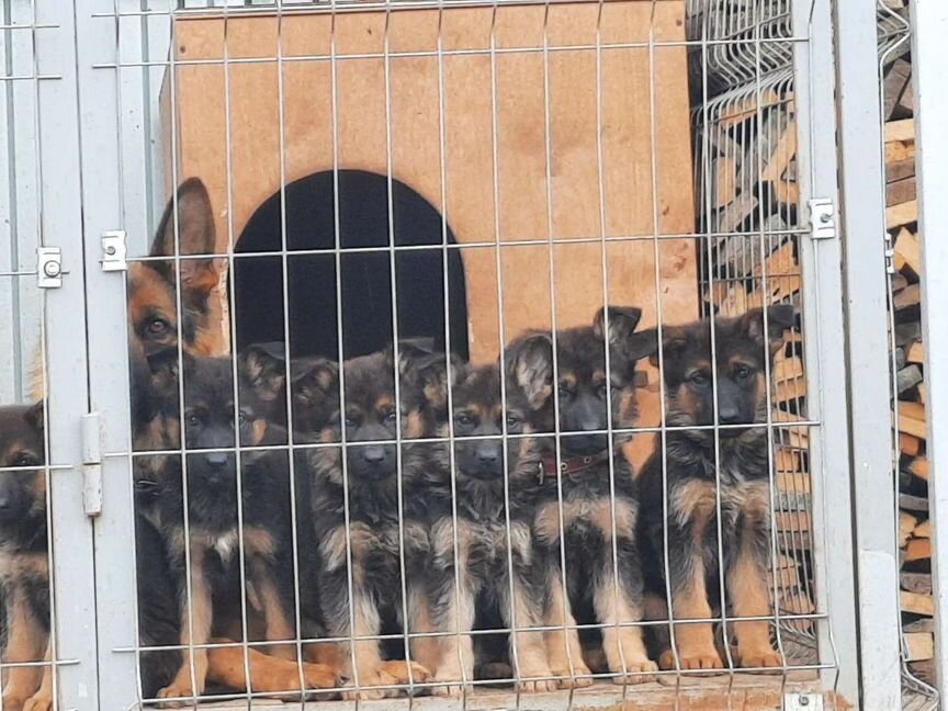 Немецкая овчарка