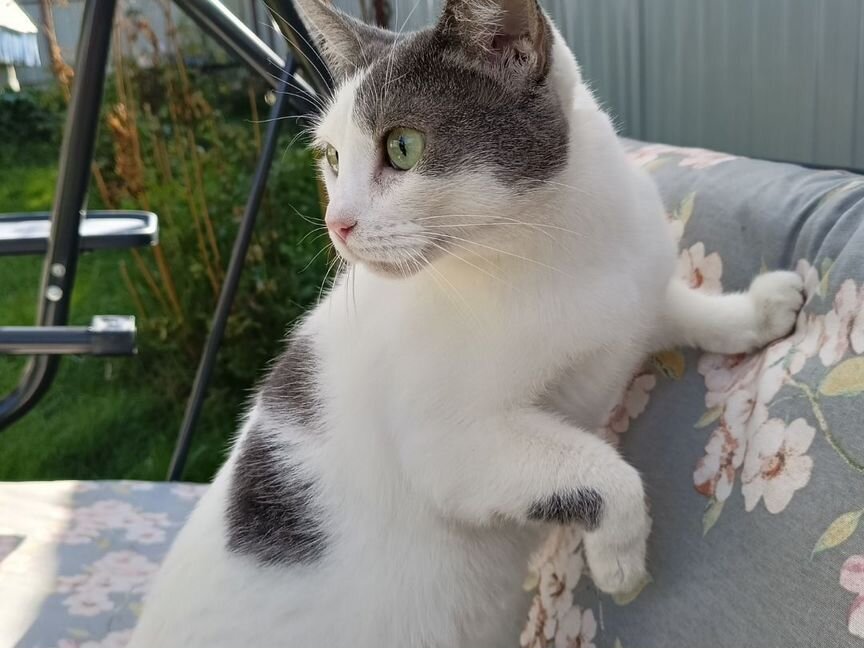 Кошка в дар бесплатно