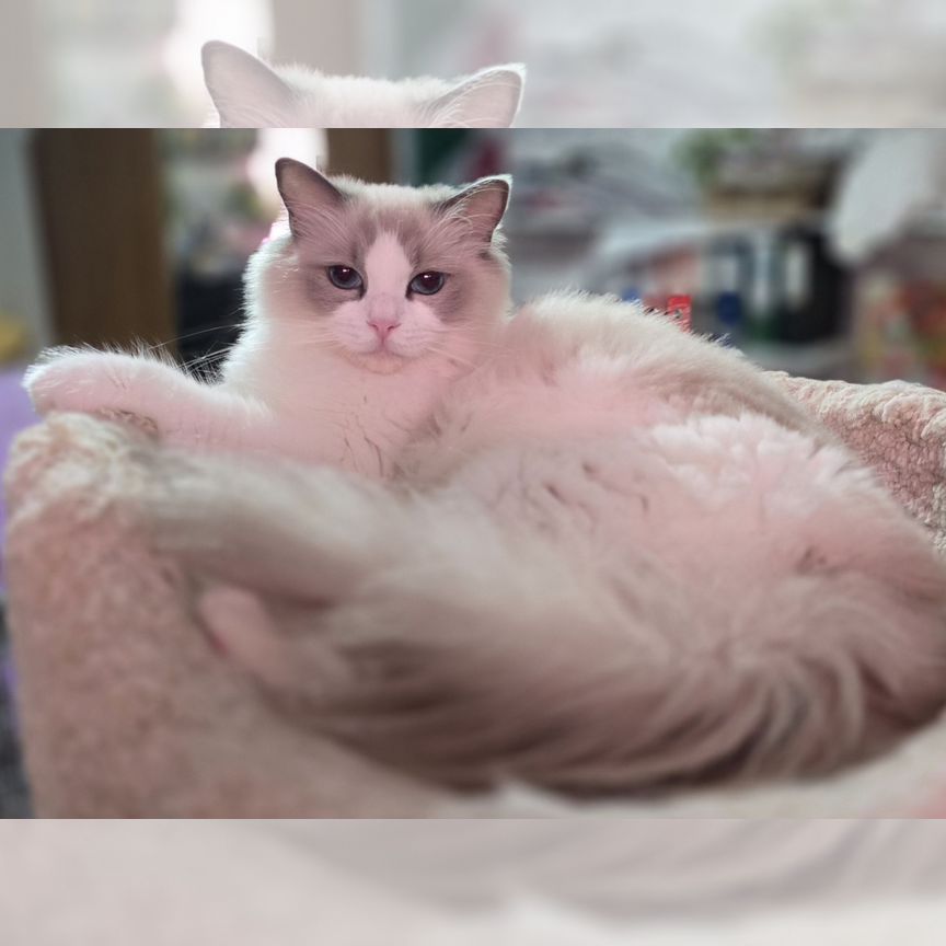 Рэгдолл, взрослая кошка