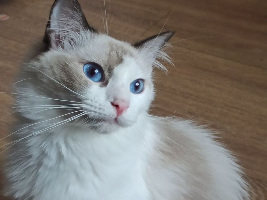 Продам кошечку породы Рэгдолл