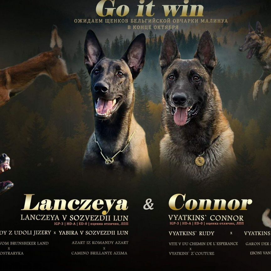 Бельгийская овчарка, щенок