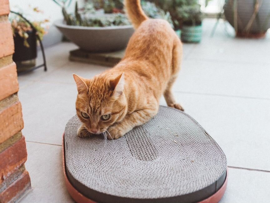 Когтеточка для котов Zee.Cat