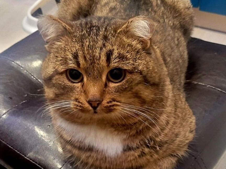 Котика выбросили и уехали