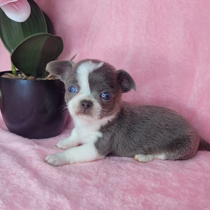 Чихуахуа мальчик