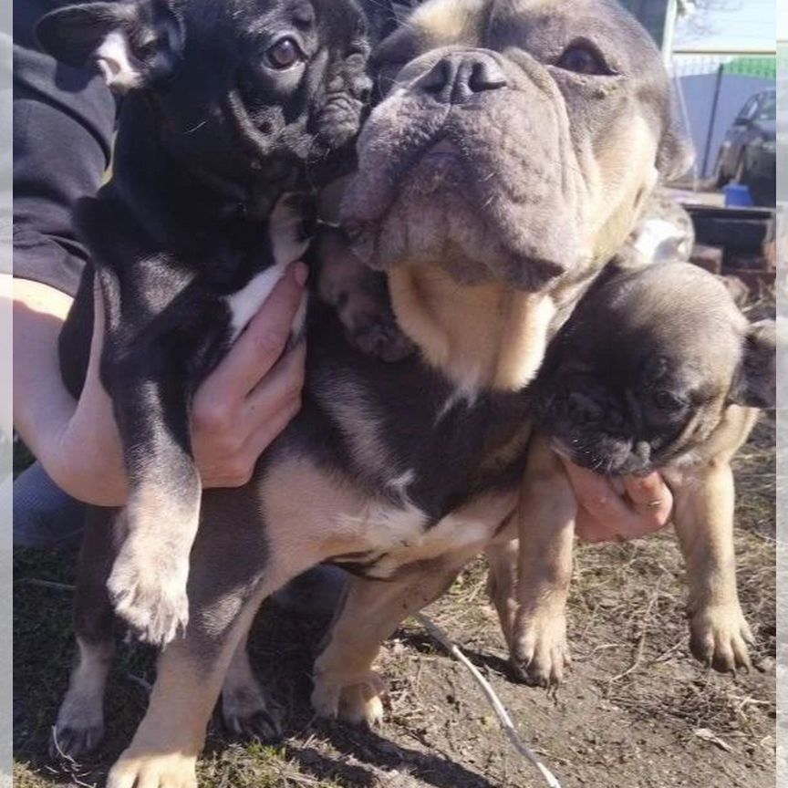 Французский бульдог, щенок