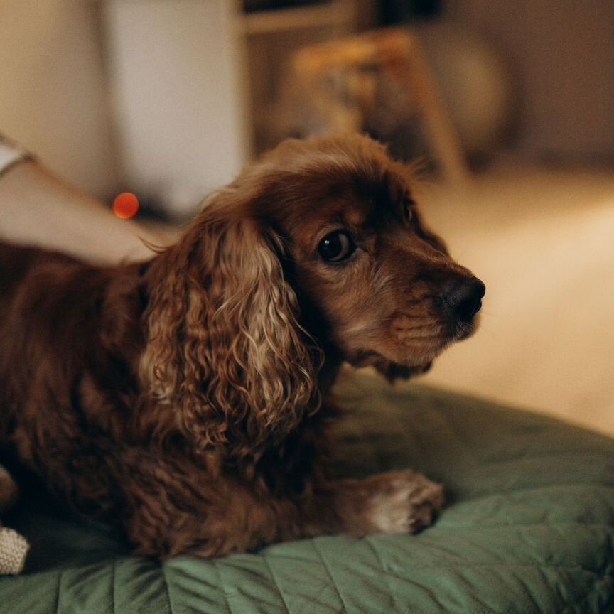 Кобель на случку собак спаниель