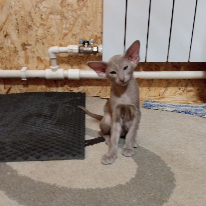 Ориентальные котята