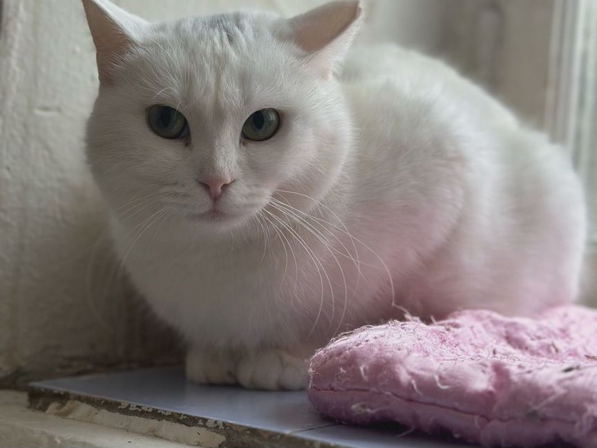 Кошечка Несси, ей 1,5 года