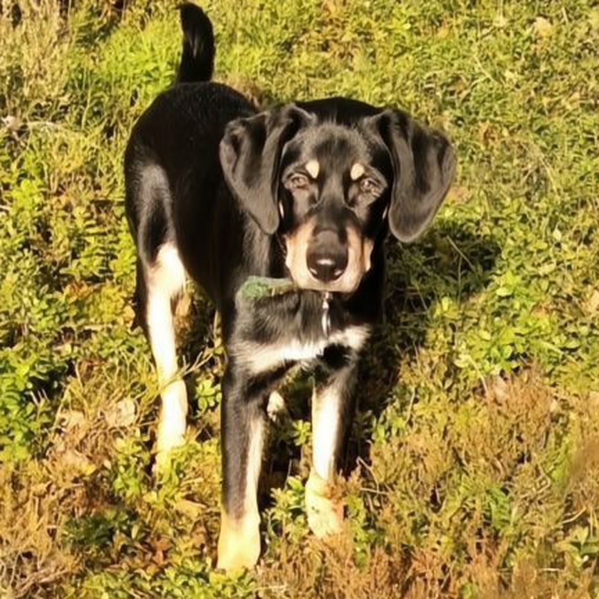 Австрийская гончая, щенок