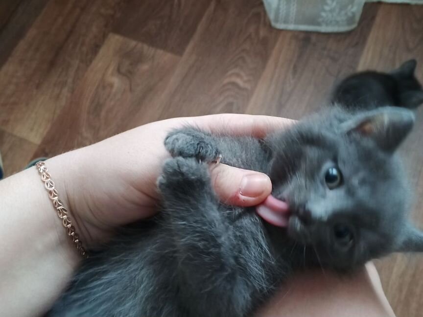 Котята в добрые руки приучены к лотку