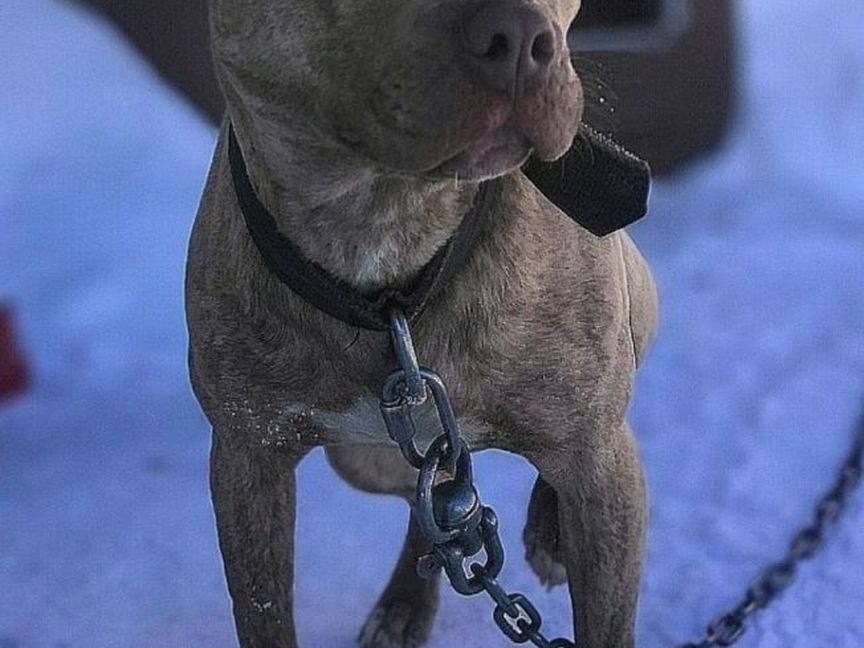 Щенки питбультерьера