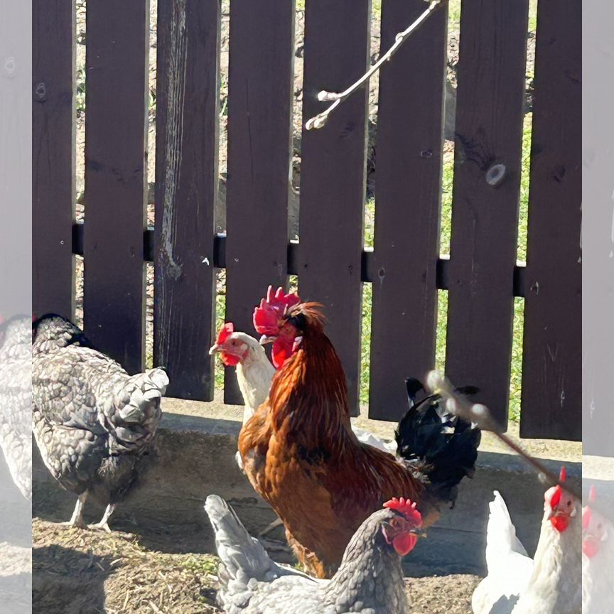 Петух хохлатый