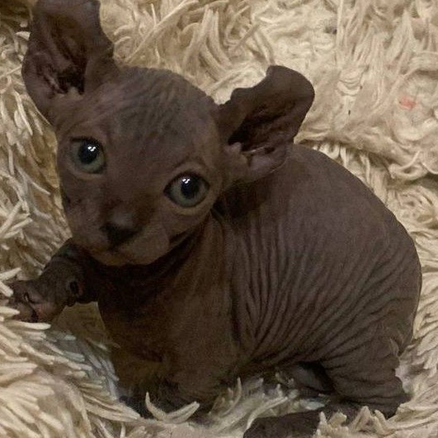 Канадский сфинкс котёнок