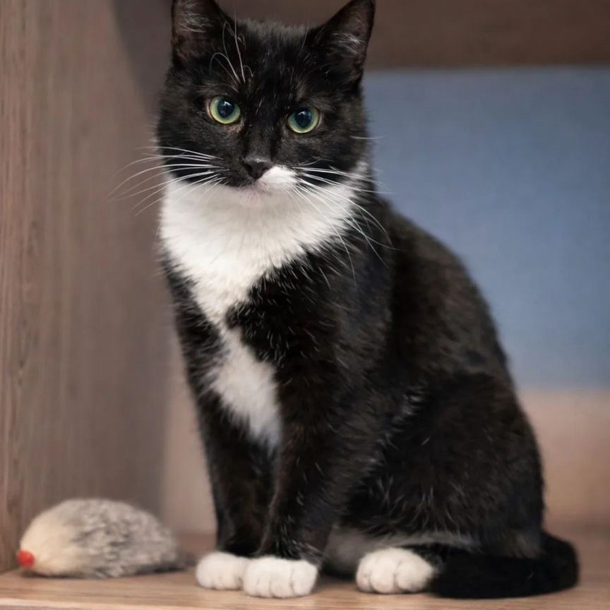 Взрослая, кошка в добрые руки