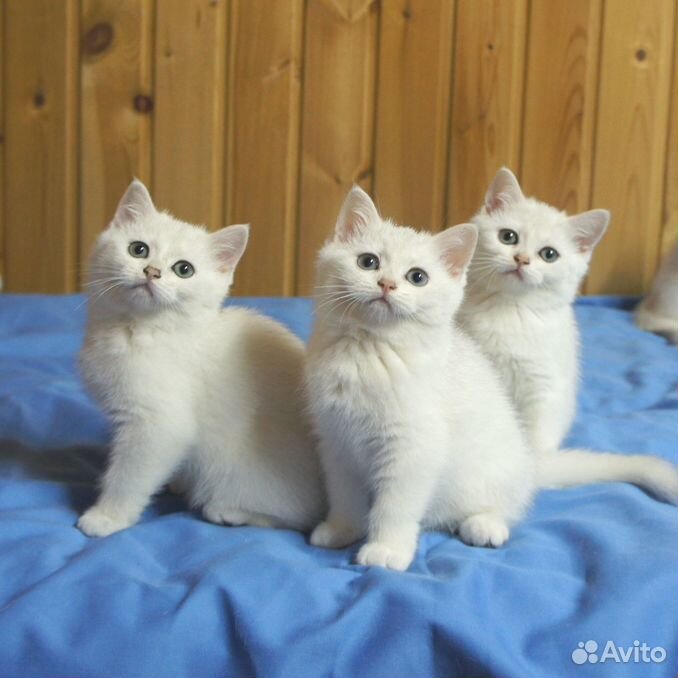 Нежные британочки