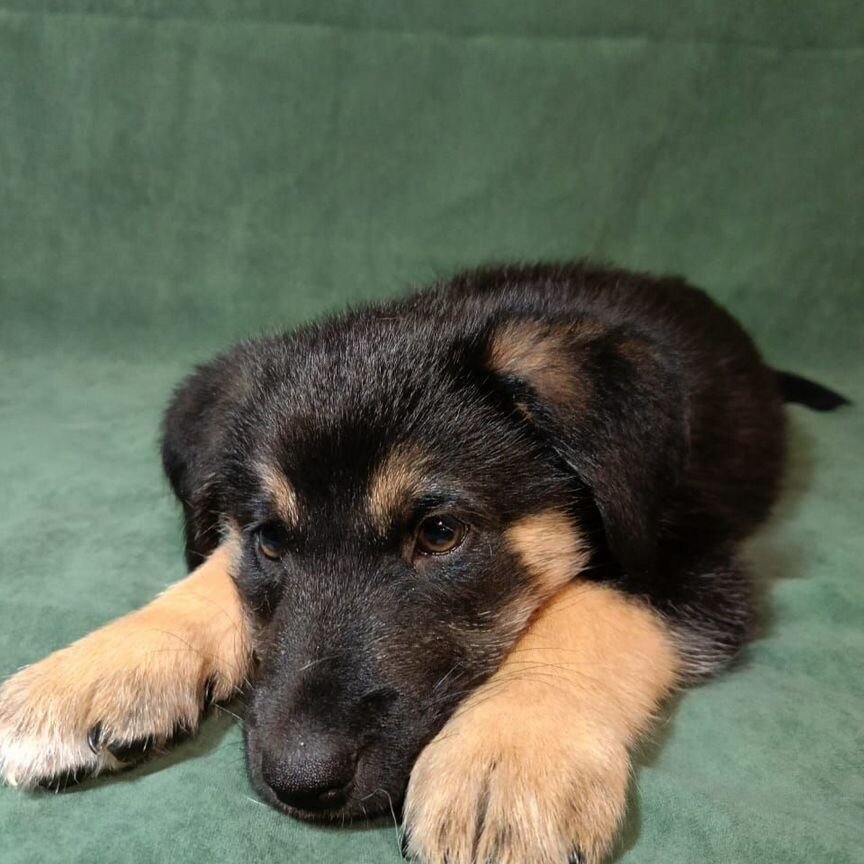 Нежный, ласковый парнишка в семью