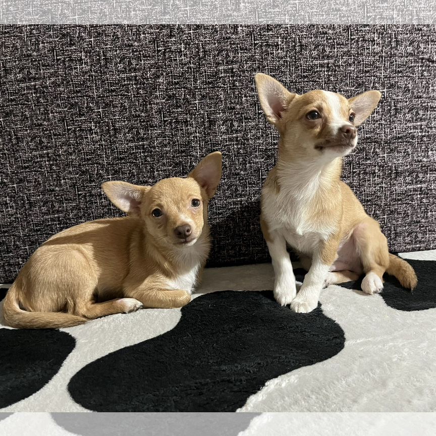 Щенки чихуахуа
