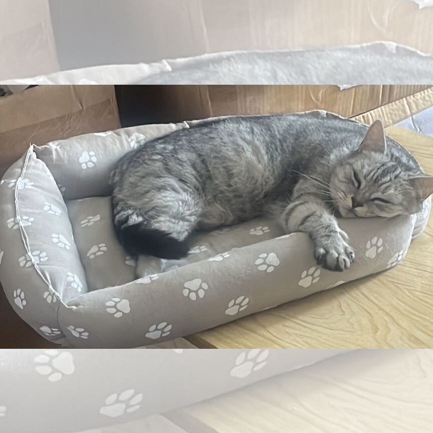 Кошка Варвара в добрые руки