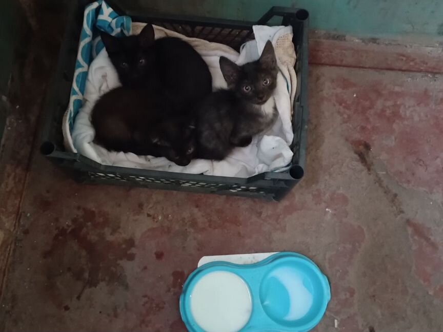 Котята в добрые руки бесплатно