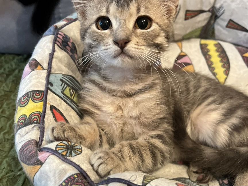 Котёнок Милана в добрые руки