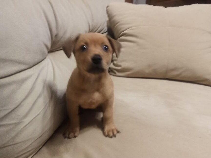 Мальчик пинчер