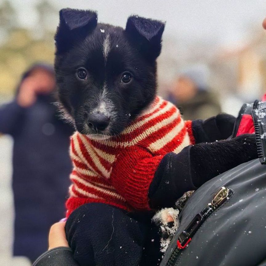 Щенок в добрые руки