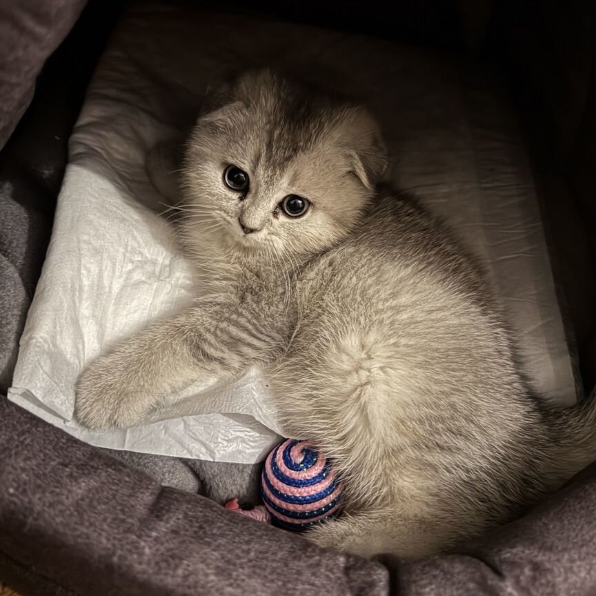 Шотландский вислоухий короткошёрстный котёнок
