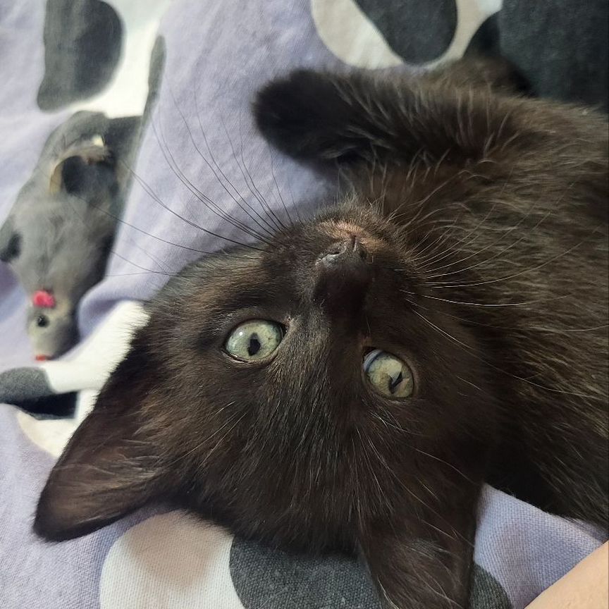 Котёнок