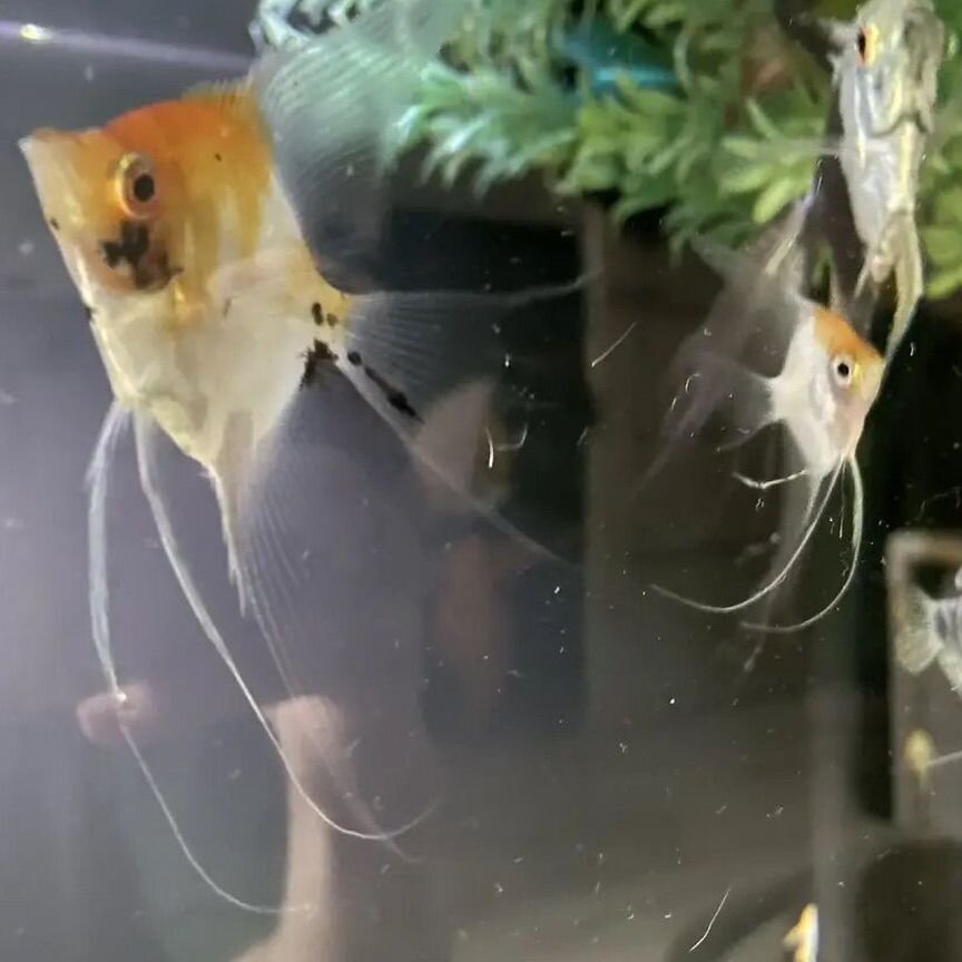 Аквариумные рыбки