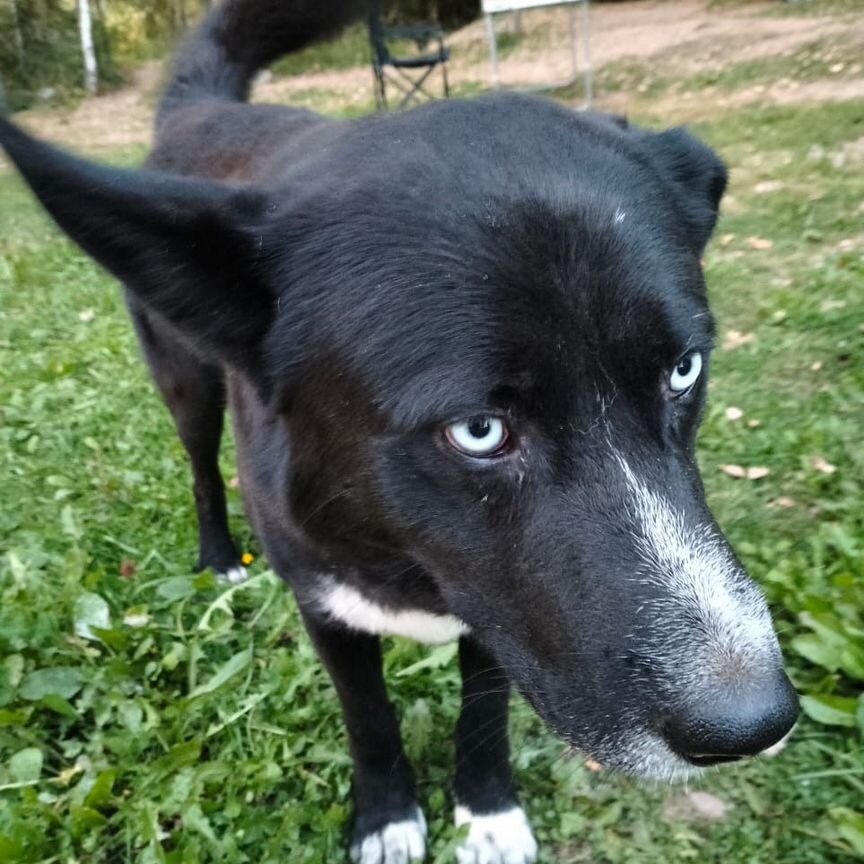 Собака в добрые руки помесь хаски