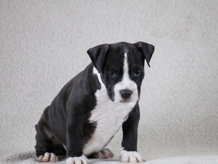 Черный мальчик тяжелого типа 2 мес