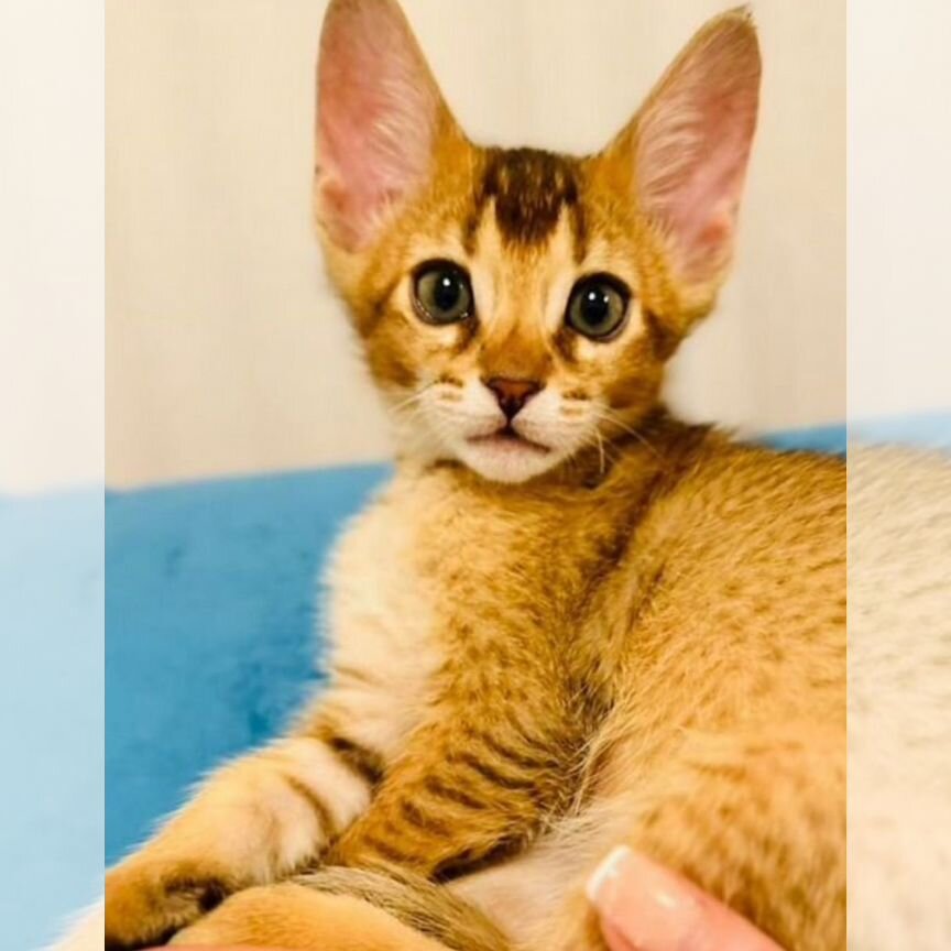 Котята