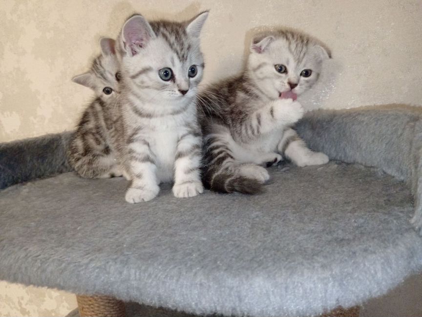 Шотландские вислоухие и прямоухие котята