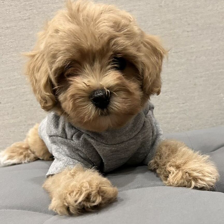 Мальтипу, щенок