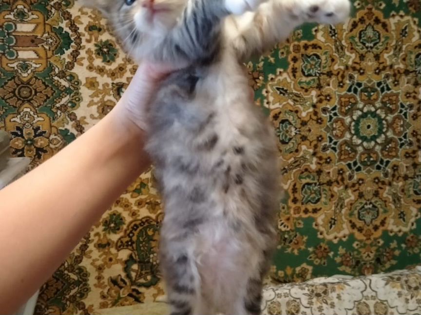 Котёнок девочка Туся 2 месяца