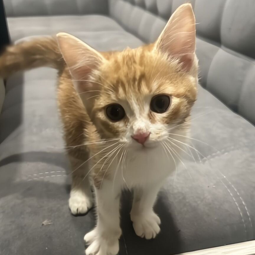 Котёнок в добрые руки