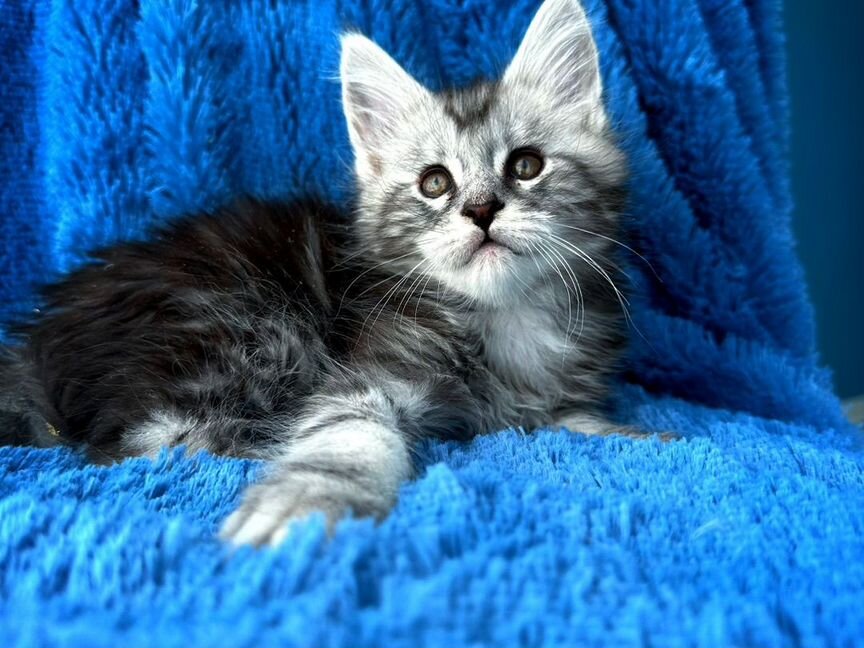 Котята мейн-кун серебро