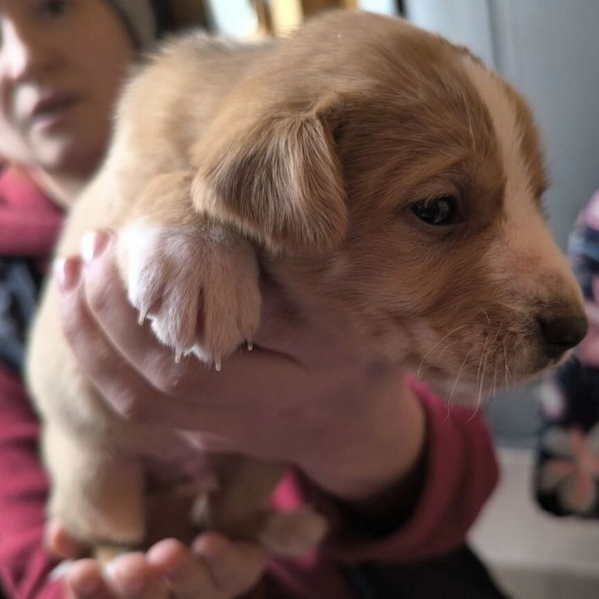 Мальчики все 4, 1 месяц