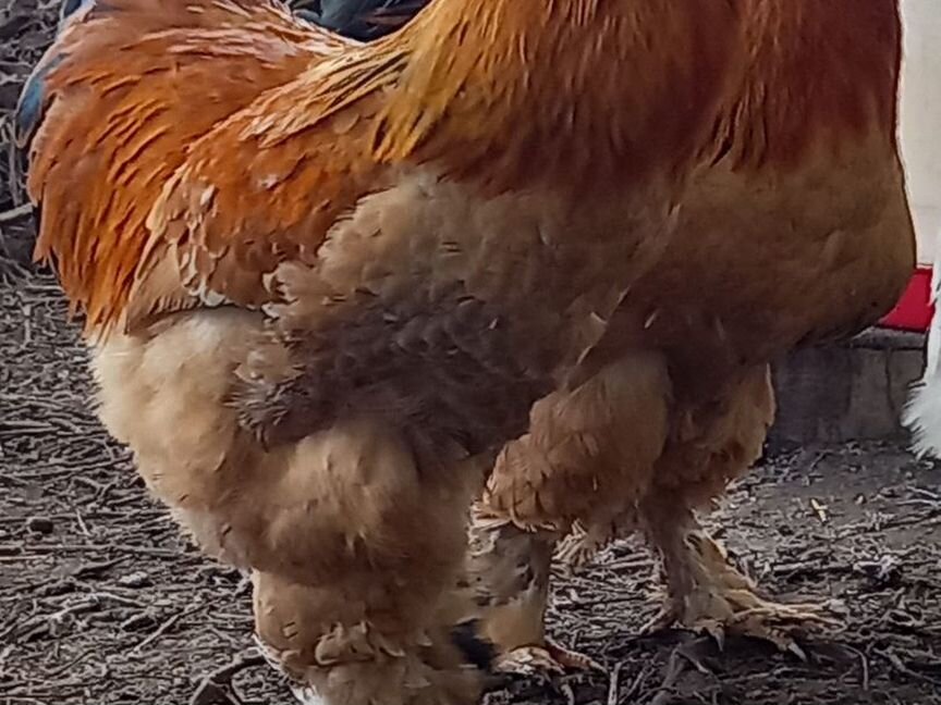 Петухи породистые