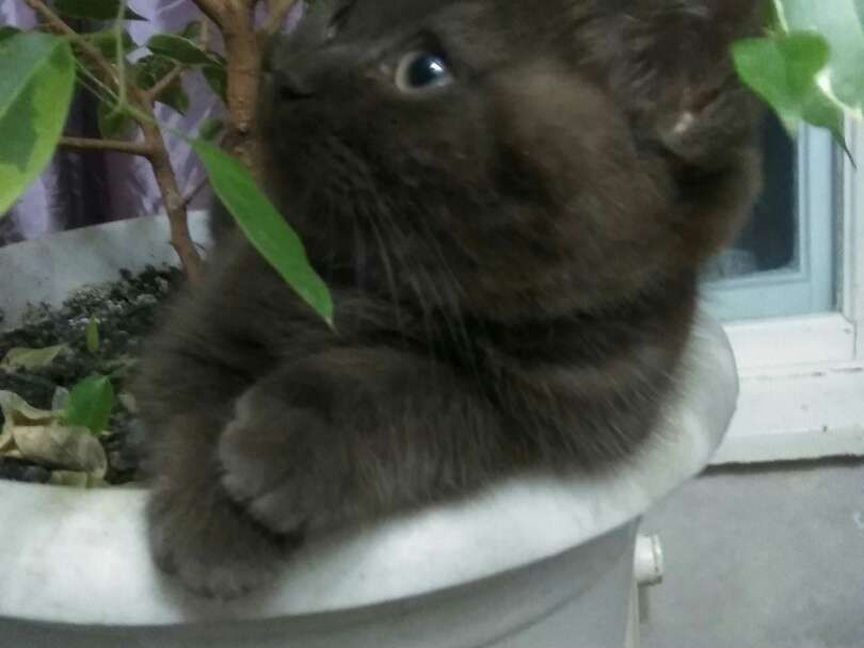 Шоколадный британец