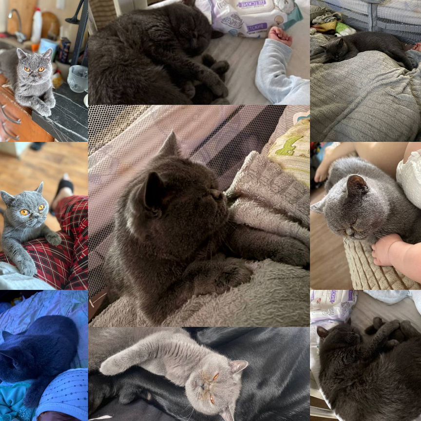 Экзотическая короткошёрстная, взрослая кошка