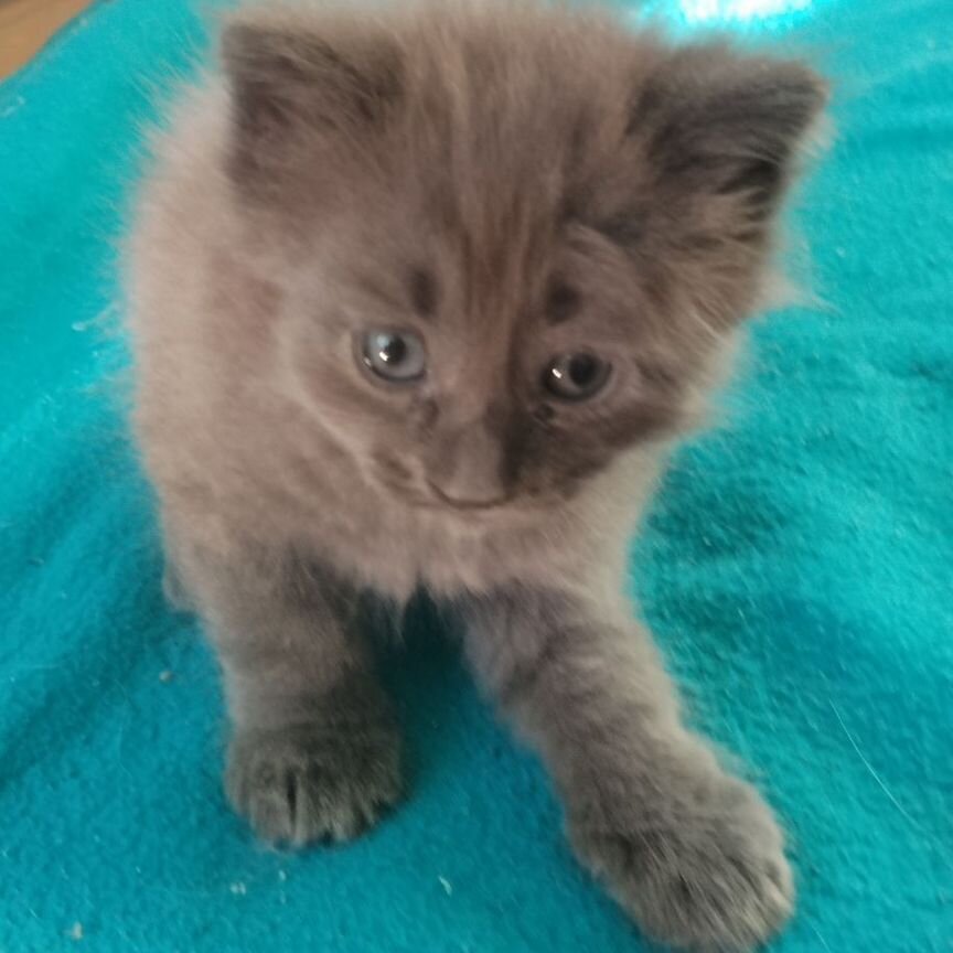 Русский голубой котёнок