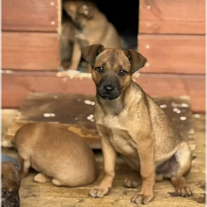 Щенок в добрые руки